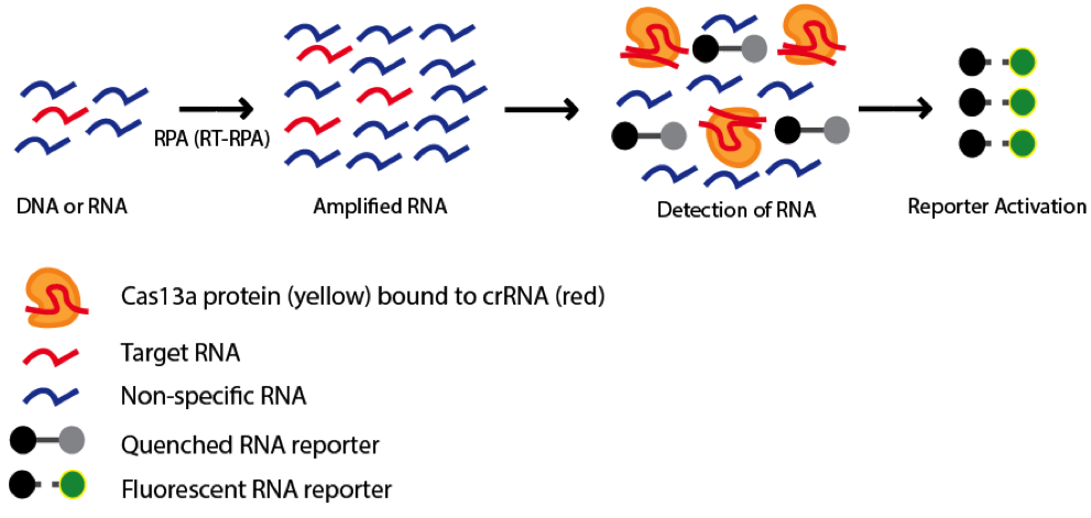 CRISPR 101: Targeting RNA with Cas13a (C2c2) CRISPR 101: Targeting RNA with Cas13a (C2c2)